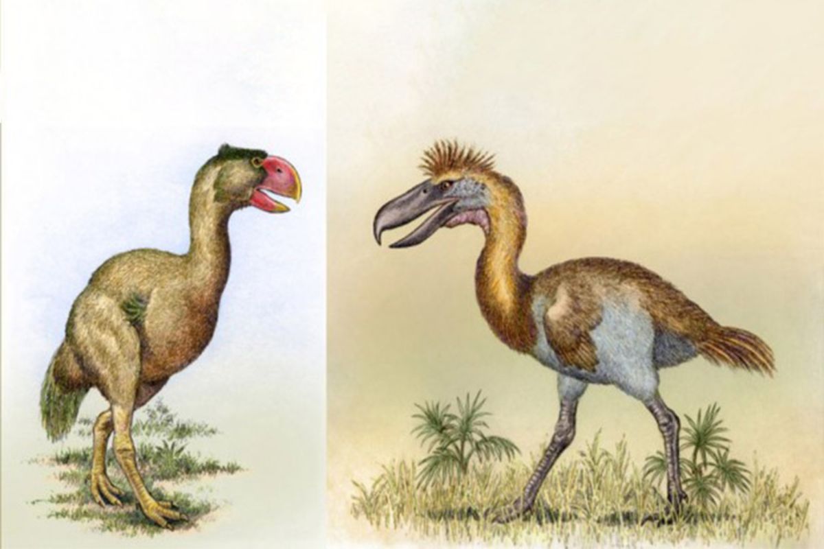 دایناسورها چگونه به پرندگان تکامل یافتند: اژدهایان دنیای واقعی - زومیت