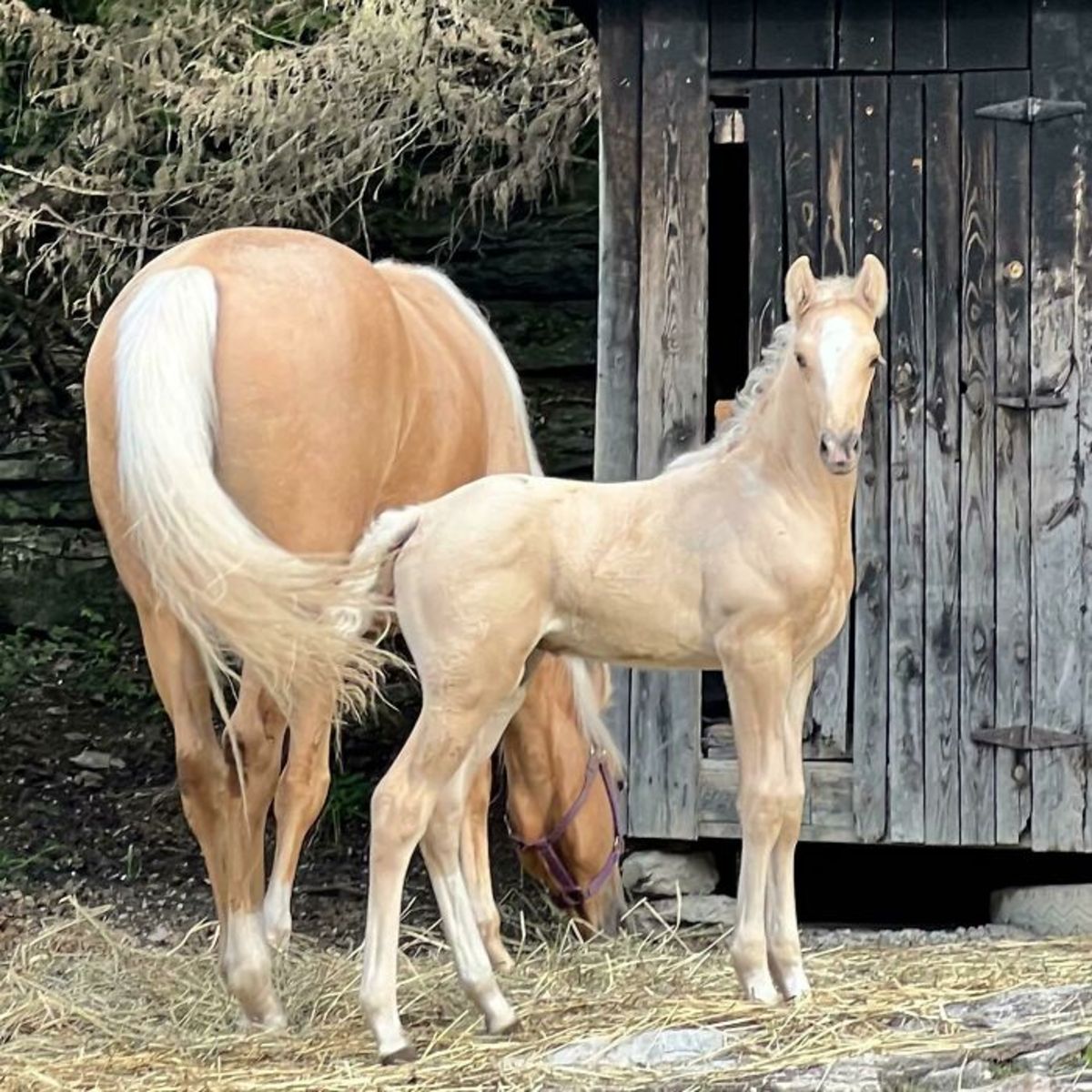 اصیل و پرشکوه؛ زیبایی منحصربه‌فرد نژادهای متفاوت اسب‌ - زومیت
