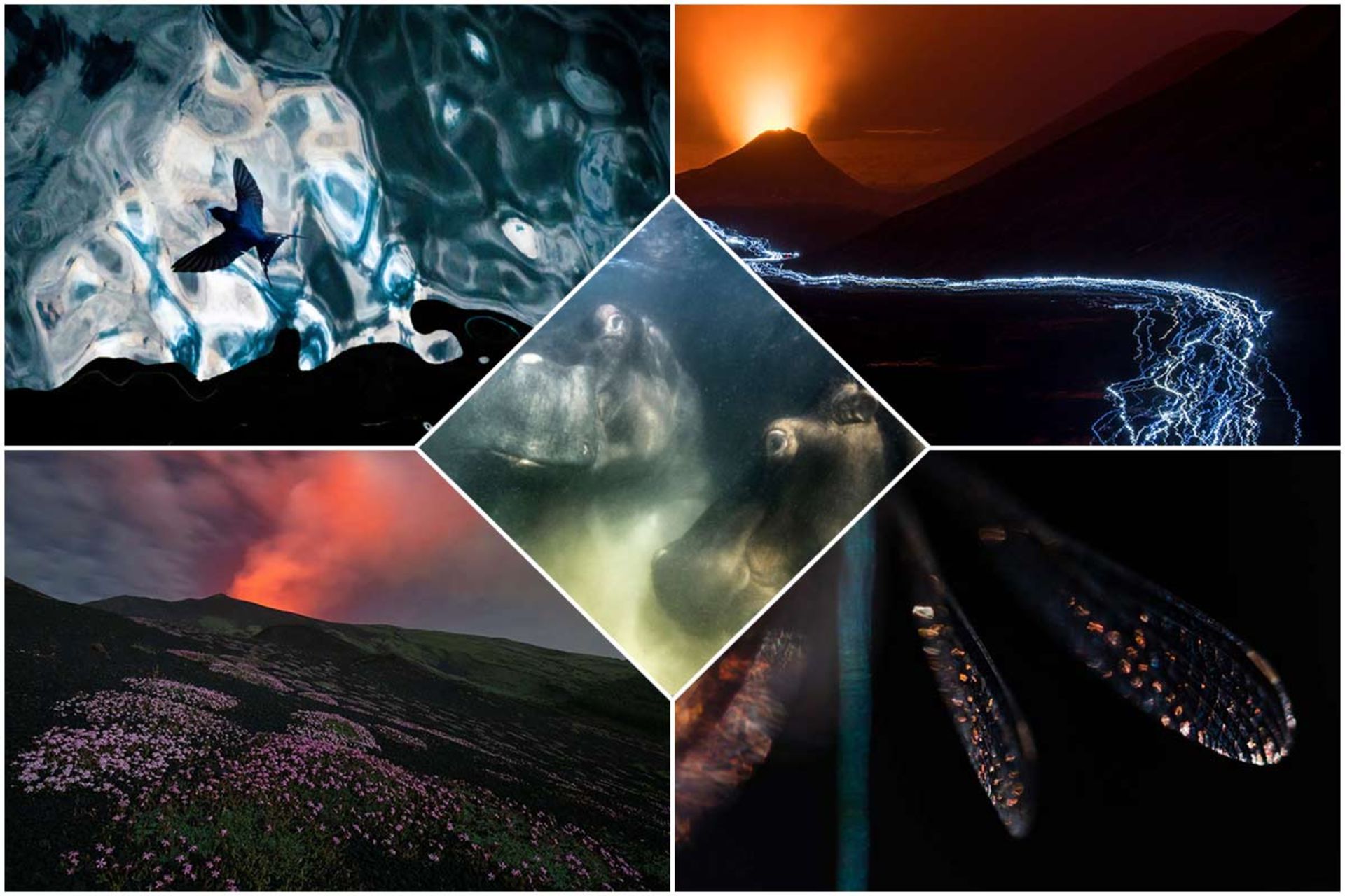 برندگان مسابقه عکاسی حیات وحش اروپا