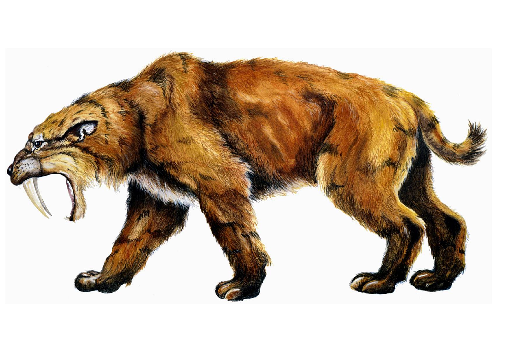 کشف بقایای دو گونه جدید گربه دندان خنجری در آفریقای جنوبی - زومیت