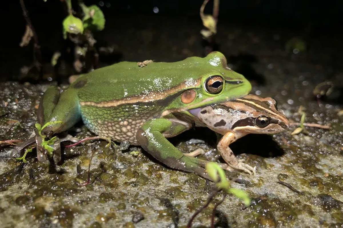 قورباغه‌های ماده اگر از نرها خوششان نیاید، آن‌ها را می‌خورند - زومیت