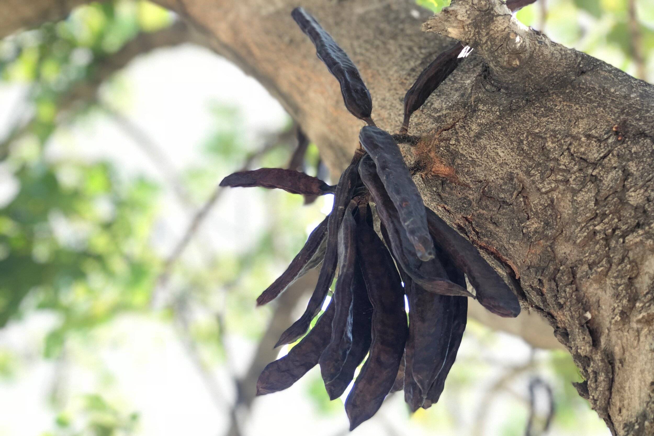 گیاه خرنوب چیست و چه خواصی دارد؟ - زومیت