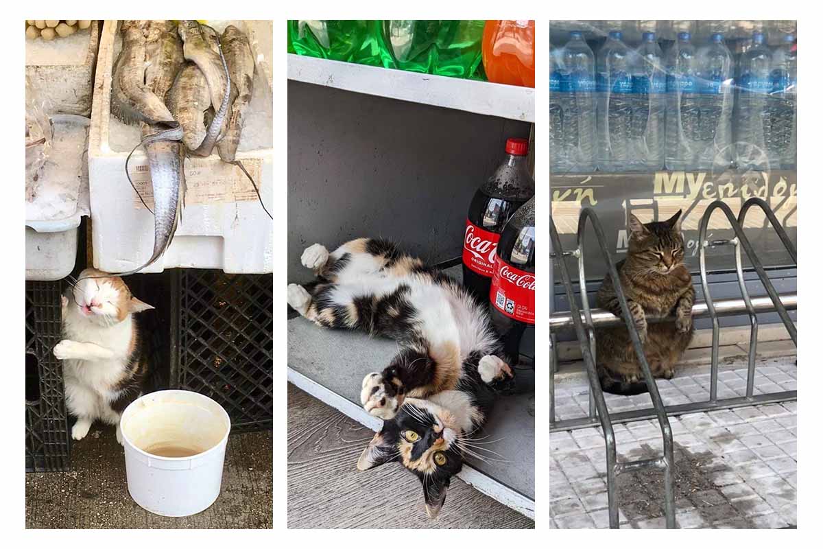 حیواناتی که نمی‌توان به آن‌ها نه گفت - زومیت