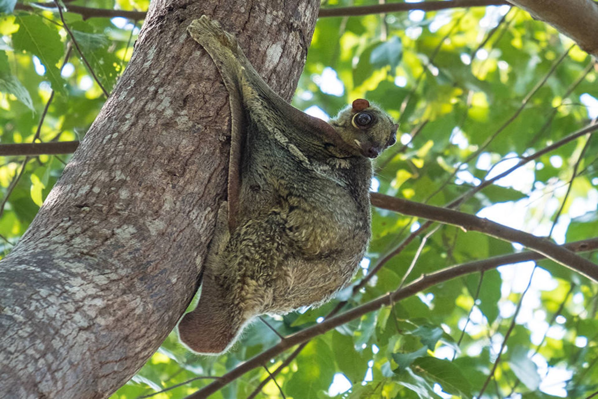 با کلوگو آشنا شوید: «لمور پرنده» عجیبی که نه لمور است و نه پرنده - زومیت