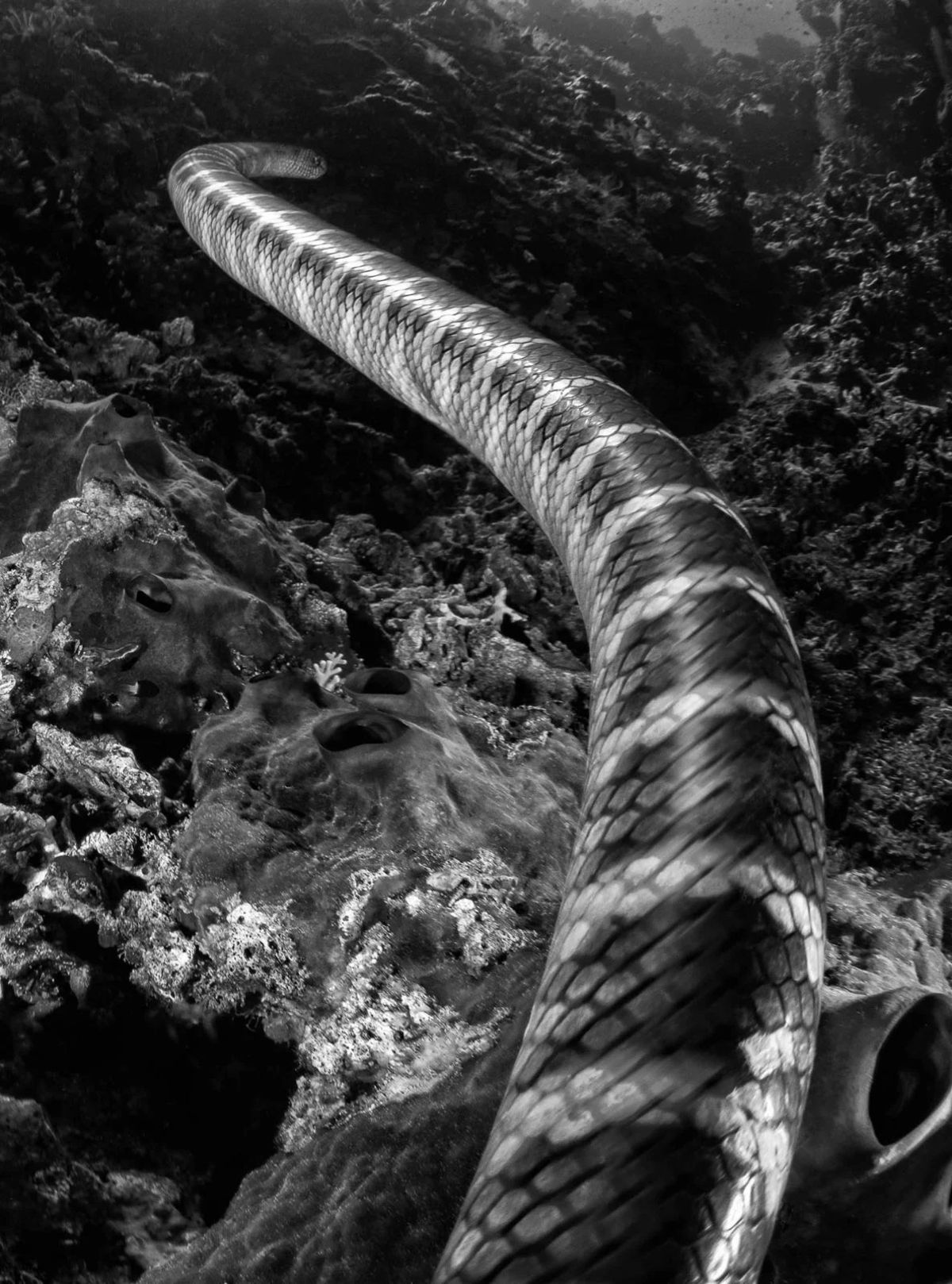 «بابون خونین‌دل» برنده‌ مسابقه عکاسی سیاه و سفید ۲۰۲۳ - زومیت