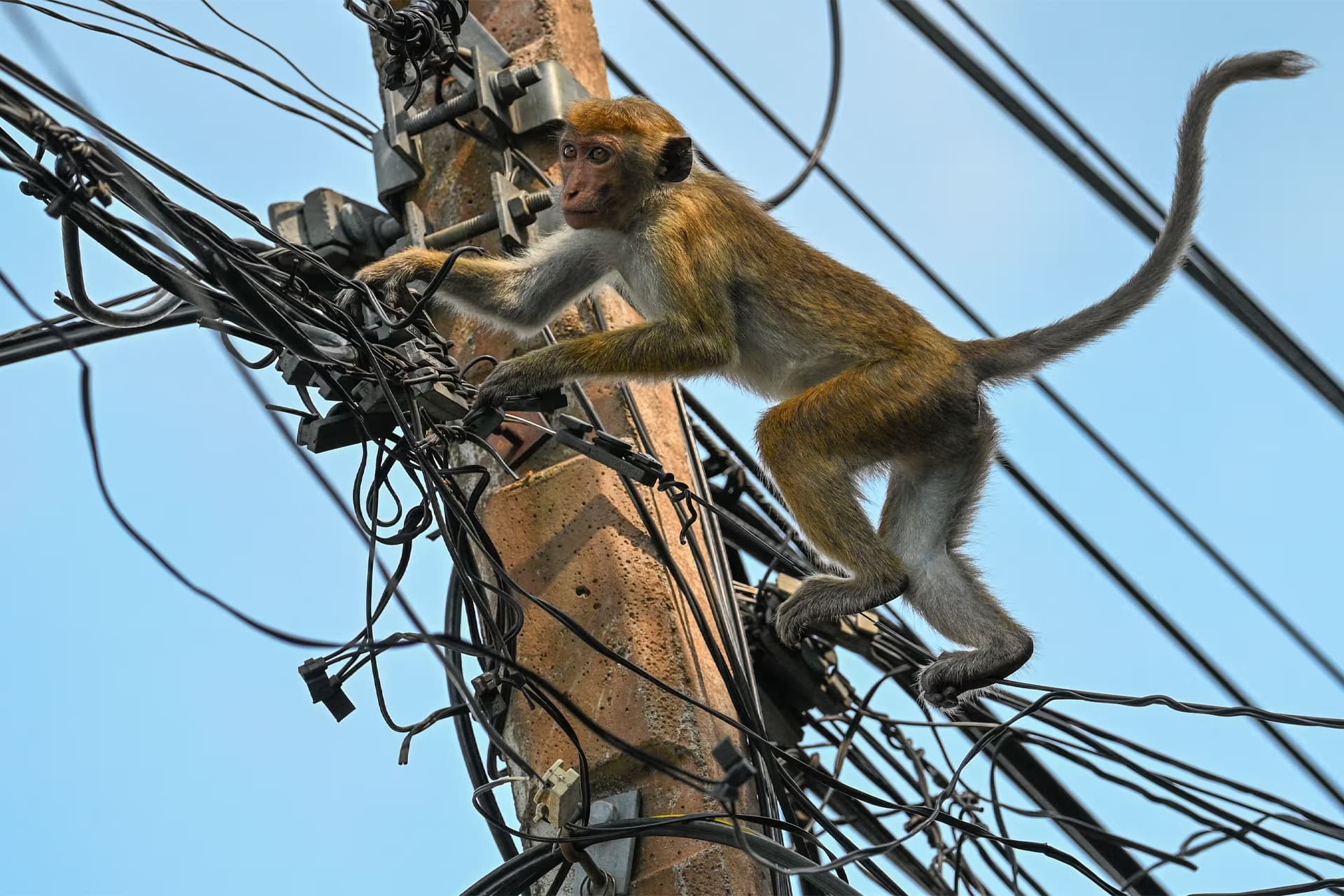 یک میمون بازیگوش، عامل قطعی سراسری برق در سری‌لانکا! - زومیت