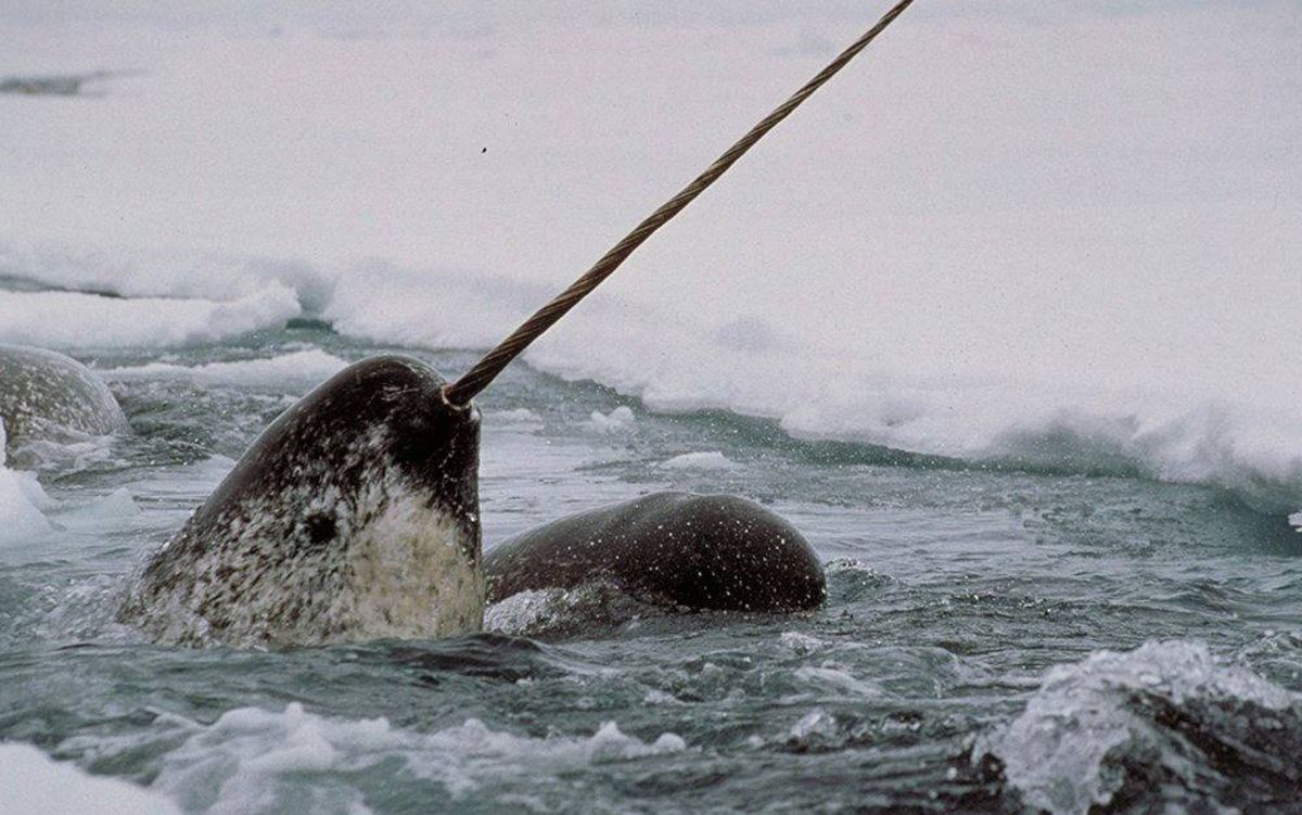 چرا شبه‌نهنگ تک‌شاخ را هرگز در آکواریوم نمی‌بینیم؟ - زومیت