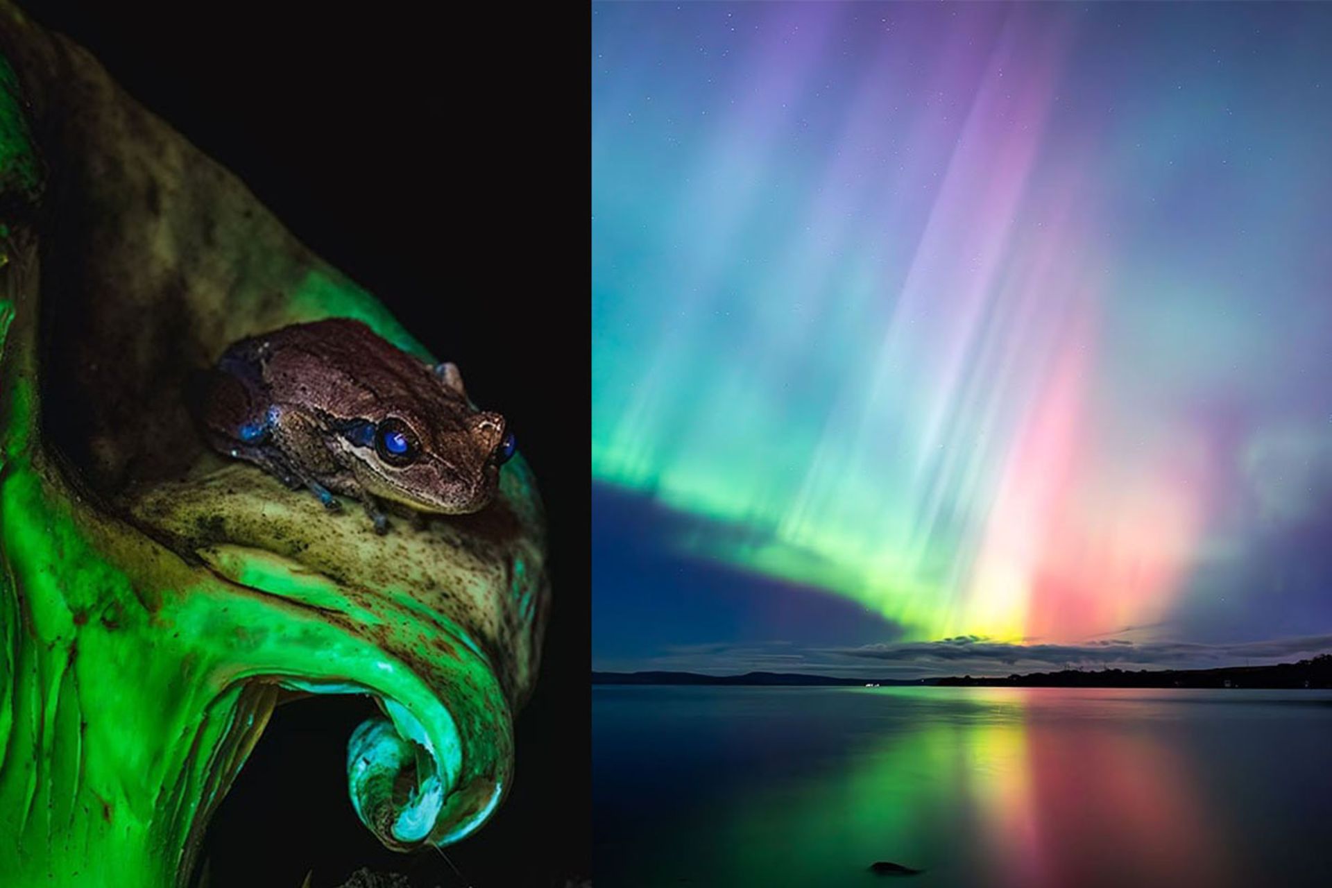 باورنکردنی اما واقعی؛ برندگان مسابقه عکاسی علمی ۲۰۲۴ - زومیت